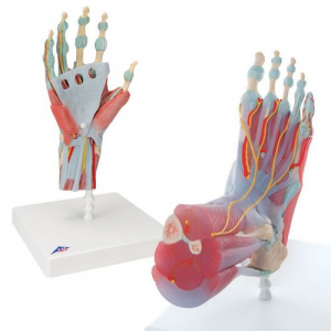 Buy 3B Scientific 8000839, Anatomy Set Hand & Foot - Mega Depot