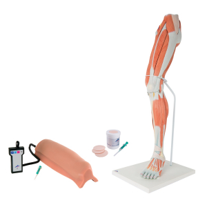 Buy 3B Scientific 8000887, Lower Intramuscular Injection Training Set ...
