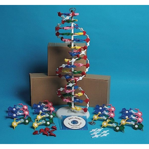 Buy United Scientific Supplies DNAM01-K4, DNA Model Kit - Mega Depot