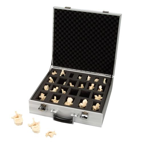 Buy 3B Scientific 1000156, Set of 24 Vertebrae Model - Mega Depot