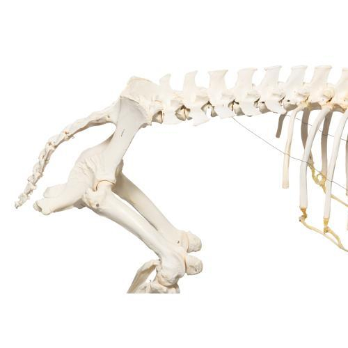 Buy 3B Scientific 1020996, Domestic Pig Skeleton Model, Specimen - Mega ...