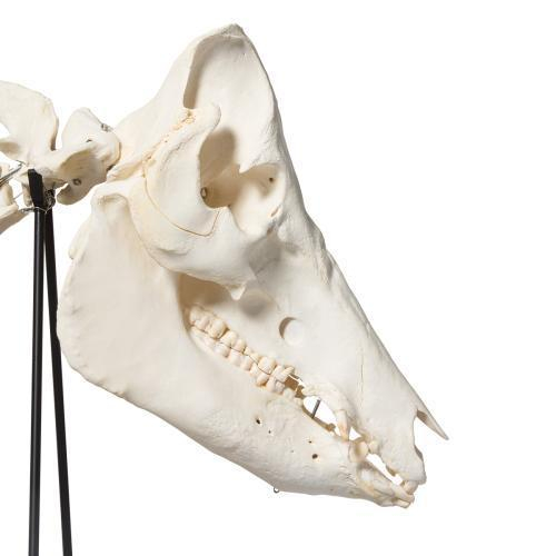 Buy 3B Scientific 1020996, Domestic Pig Skeleton Model, Specimen - Mega ...